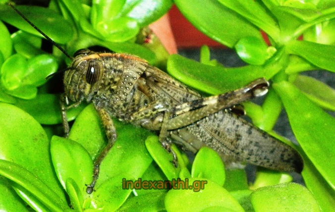 Η φωτογραφία της ημέρας - INDEXANTHI.GR